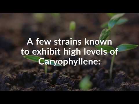 Caryophyllene: Know Your Terpenes