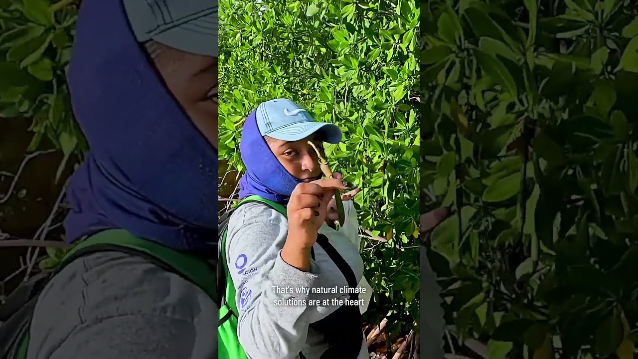 Natural Climate Solutions: A Case for Protecting Nature