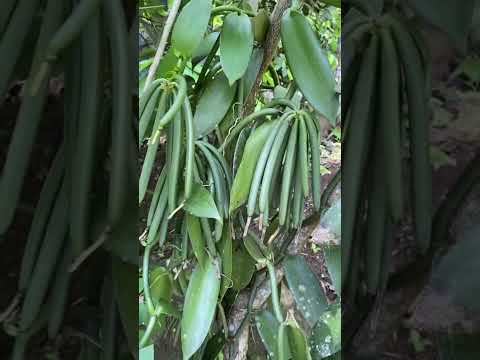 Organic Vanilla Beans; the Great Flavour