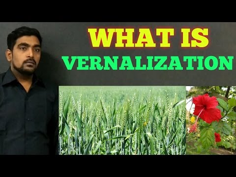 Vernalization Video Lecture - UPSC