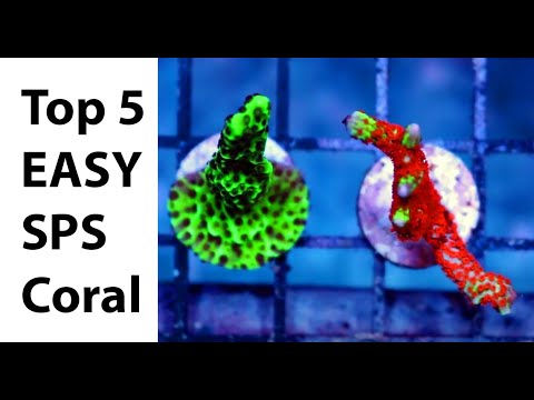 Top 5 Easy Beginner SPS Hard Corals