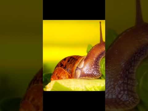 நத்தைகள் தொடர்ந்து 3 வருஷம் தூங்குமா! interesting facts about snails in tamil #shorts #ytshorts