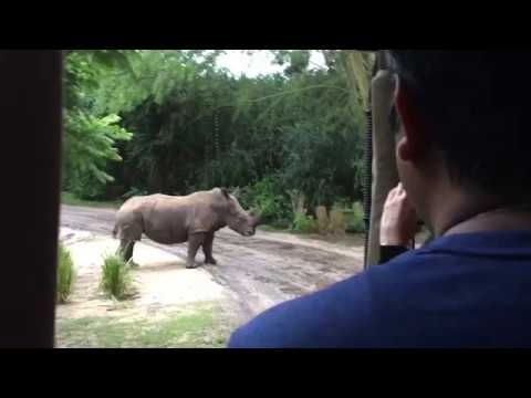 WATCH WHAT HAPPENS WHEN RHINOS APPROACH PEOPLE ON TREK AT ANIMAL KINGDOM