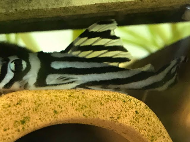 Zebra Pleco L046 plecostomus L46 hypancistrus aquarium fish | Fish for ...