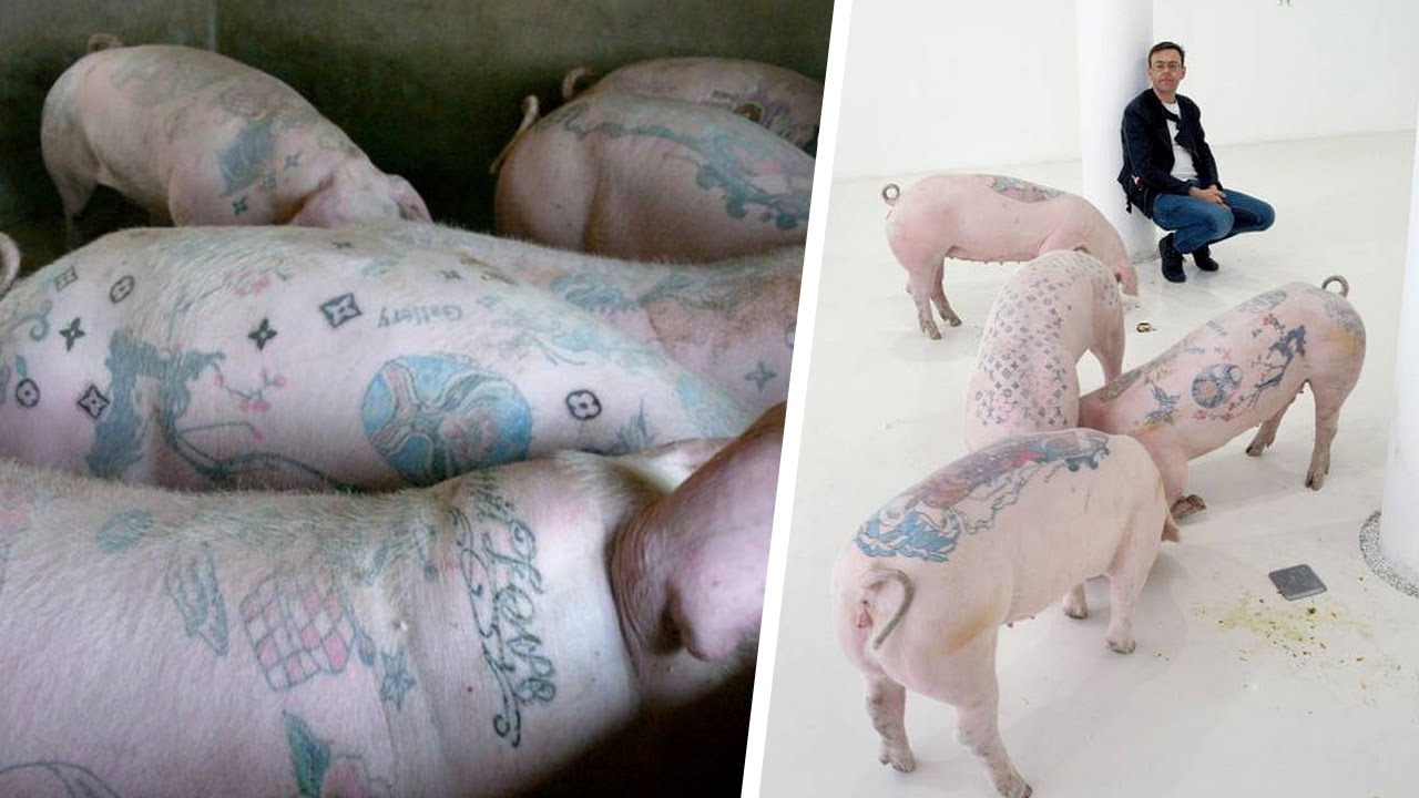 Artist Sells Tattooed Pig Skin For More Than 100K