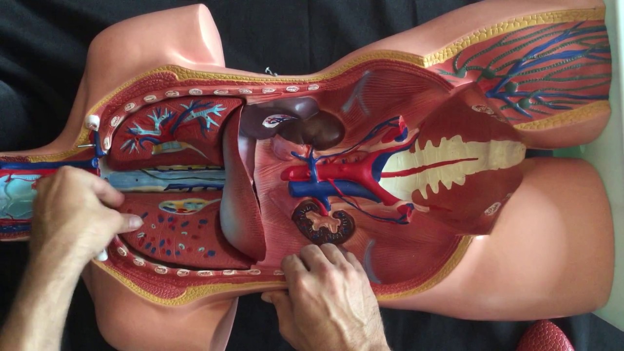 Cornerstone full-size anatomy model reconstruction