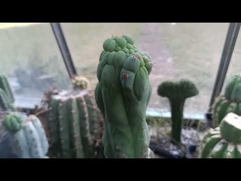 Q-Tip 🌵Trichocereus pachanoi “Olivia” x Trichocereus peruvianus “Sharxx Blue.