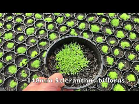 Plant availability June 2025