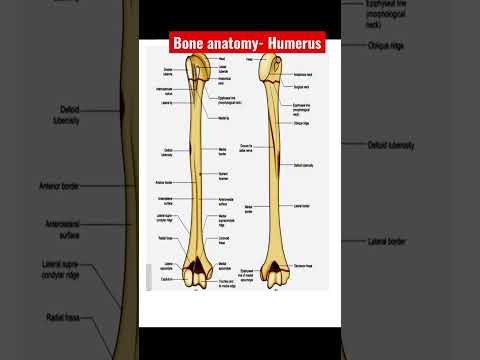 Bone Anatomy- Humerus #education #nursing #studynotes #shorts