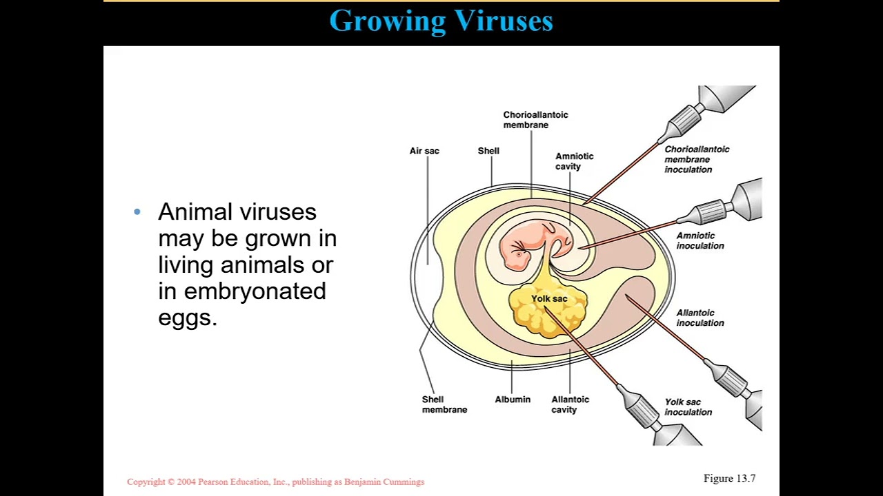 Lect5 Basic Virology Ppt