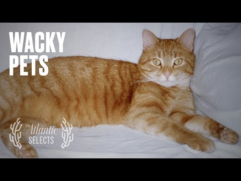 Wacky Pets | AROOO