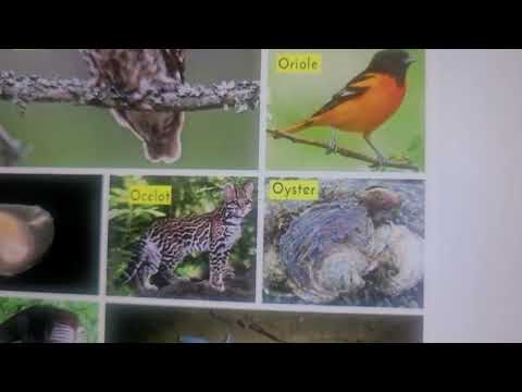 Every Animals That Start With O, Octopus, Ostrich, Orangutan, Opossum and more, (almost 40 videos)