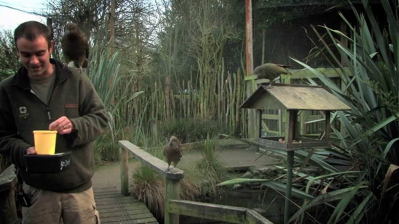 Kea Conservation Trust -- Promotional Video