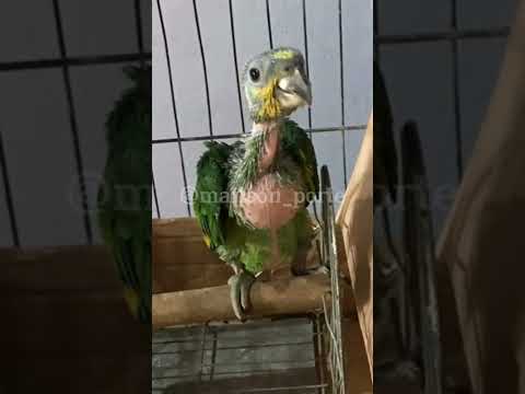 Meu filhote de papagaio cresceu #shorts #papagaio #aves