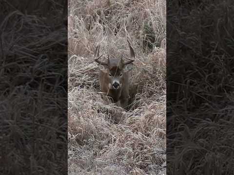 Finding a MONSTER on Public Land!