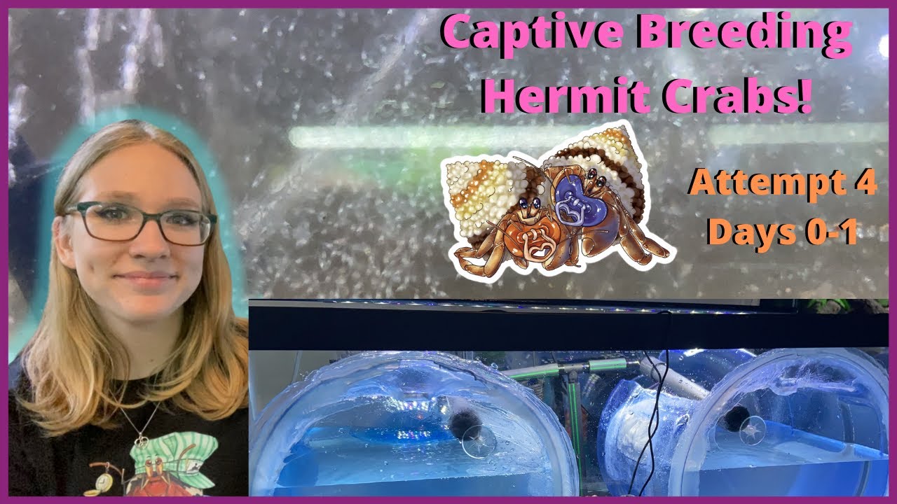 Captive Breeding MYSTERY Hermit Crabs! || Days 0-1