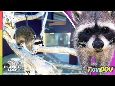 Steam Community :: Video :: URBAN ENCOUNTERS! | Raccoon Habitat ...