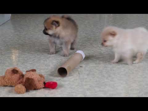 Pomeranian Puppies For Sale