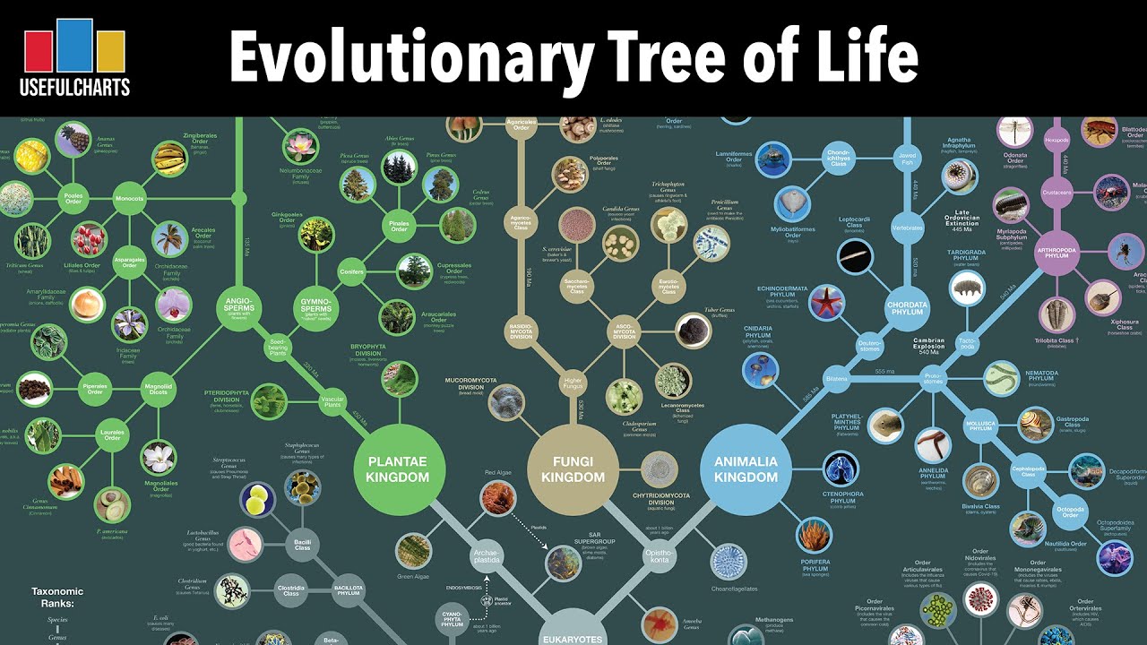 Understanding the Evolutionary Tree of Life: A Comprehensive Guide ...