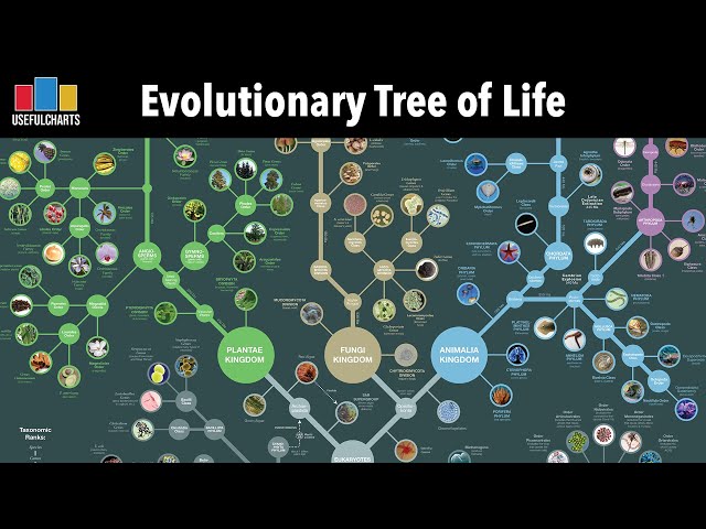 Understanding the Evolutionary Tree of Life: A Comprehensive Guide | Galaxy.ai | Galaxy.ai