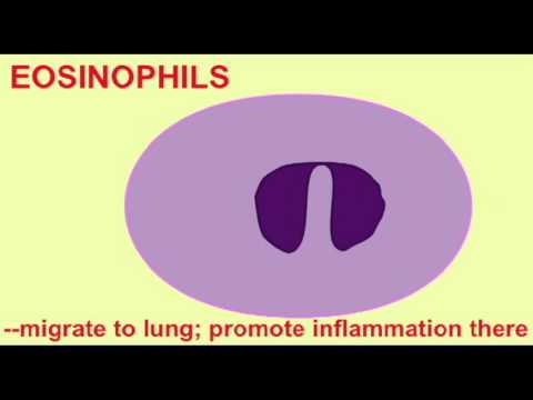 AP2_ASTHMA_EOSINOPHILS
