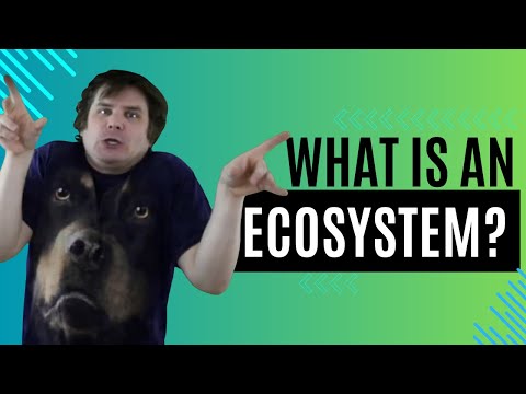 What is an Ecosystem? What is a Food Web?