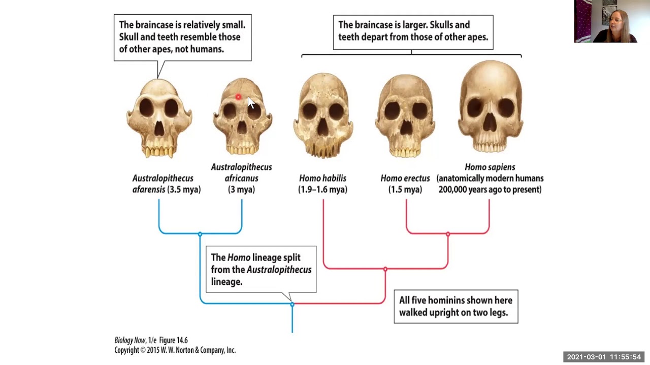 BI213 Lecture 4 Human Evolution