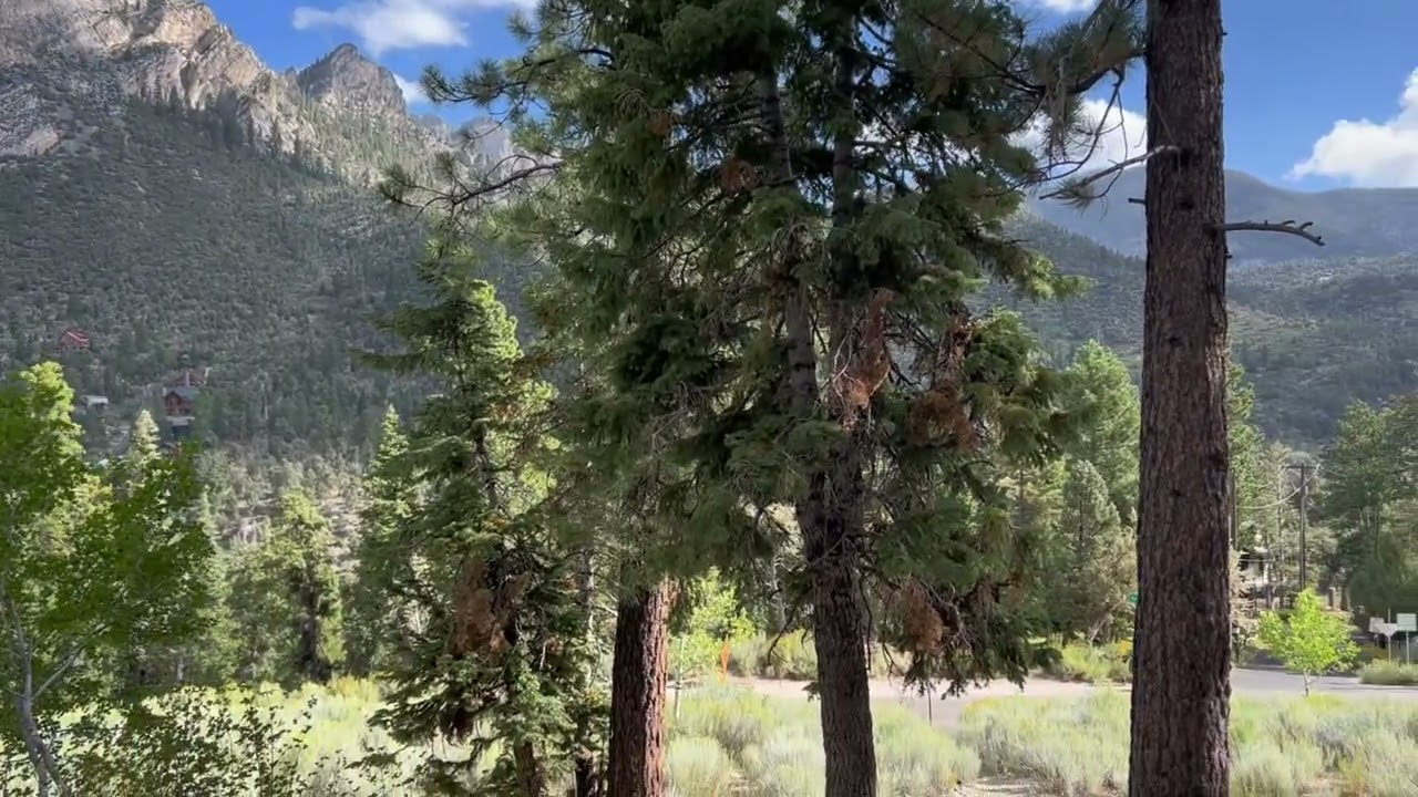 Hike & paint 🏔️🎨 MT CHARLESTON, NV