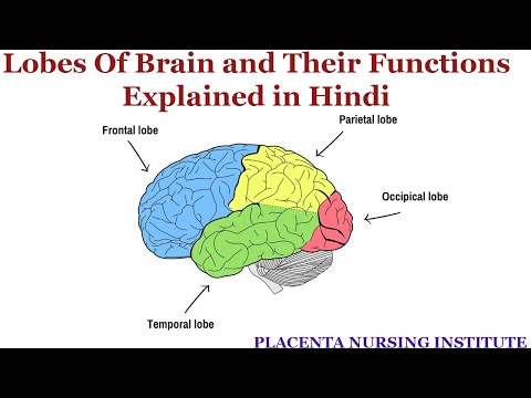 Lobes of Brain and Their Functions Explained in Hindi | The Four Lobes Concept
