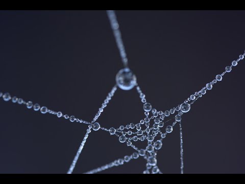 Most Beautiful Spider Web