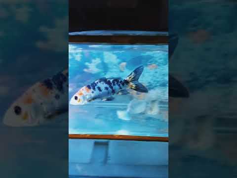 Japanese koi ( colour patterns)# koifish โค๏ธ๐