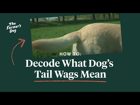 How to Read a Dog's Tail Wags