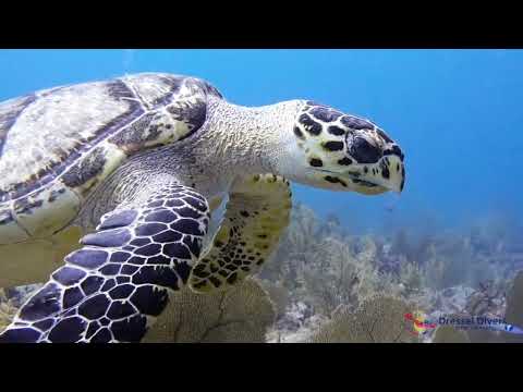 SCUBA DIVING From PUERTO AVENTURAS (MEXICO) Dive Shop - July 2024