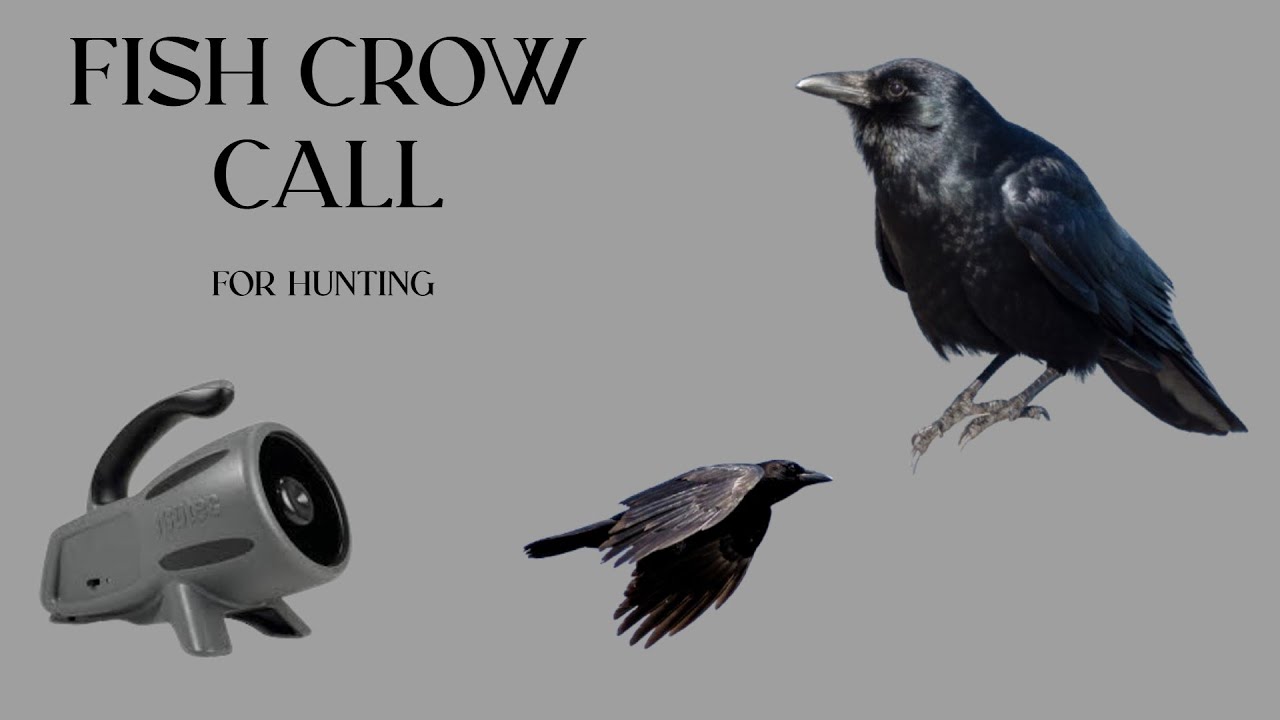 Fish Crow Call - Crow Hunting