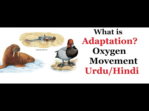 Oxygen | Adaptation | Movement | Urdu/Hindi