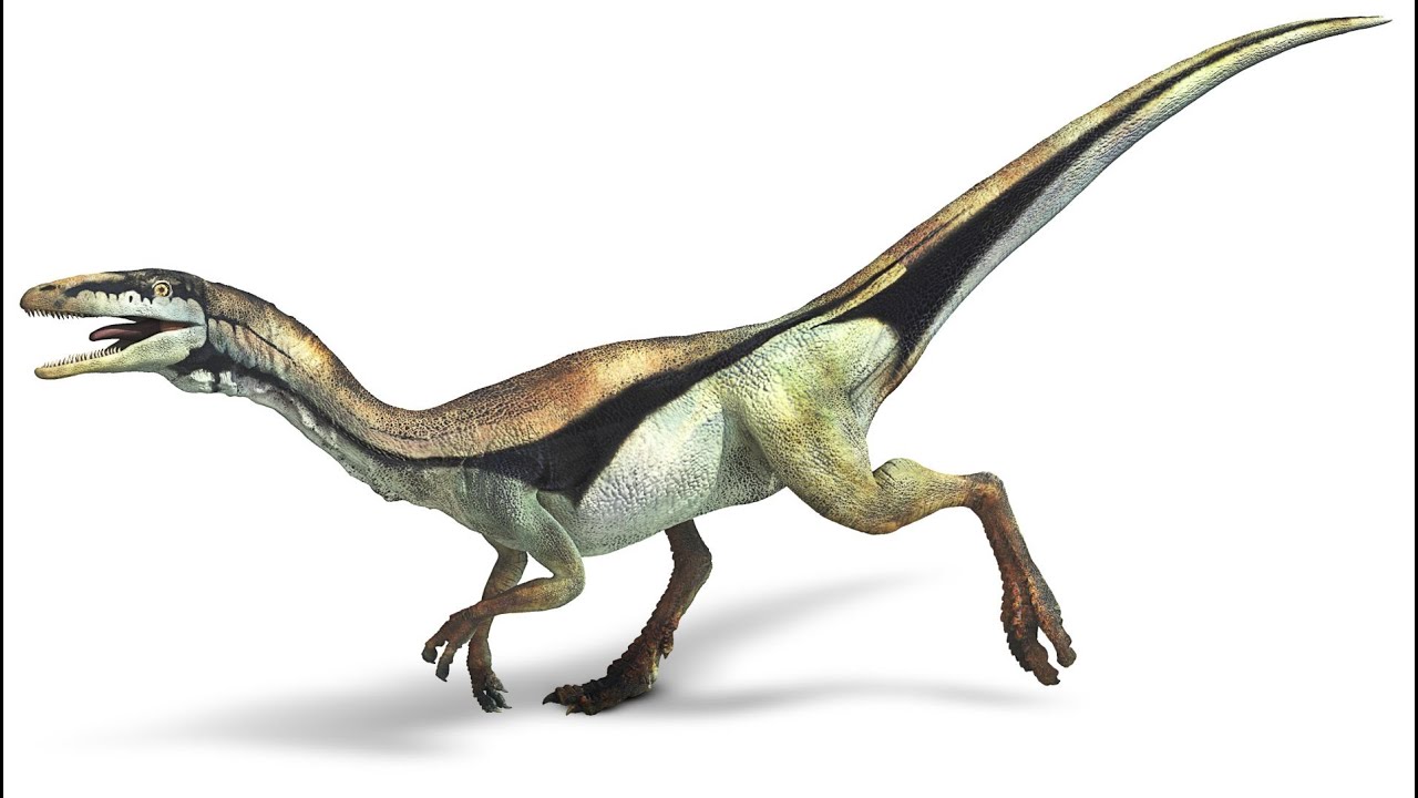 Compsognathus Explained