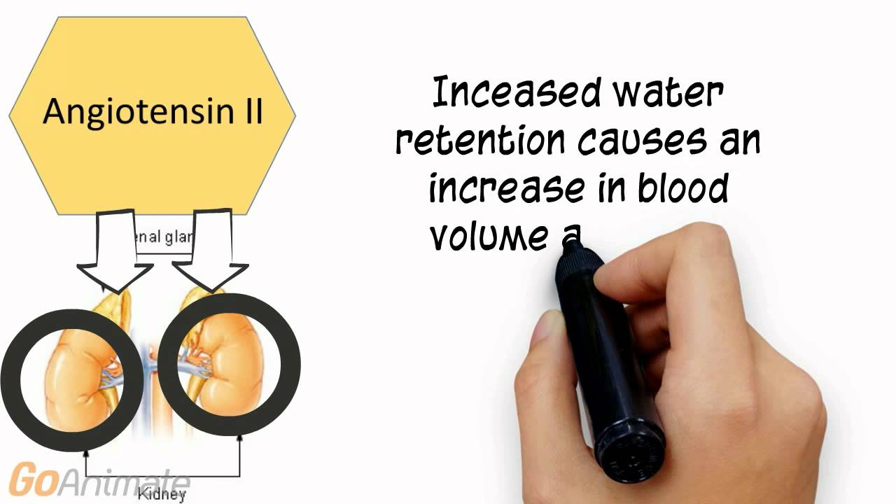 Renin-Angiotensin System for Anatomy and Physiology (v2.0)