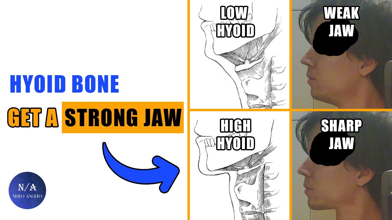 The Secret to an Attractive Jaw: Understanding the Hyoid Bone | Galaxy.ai