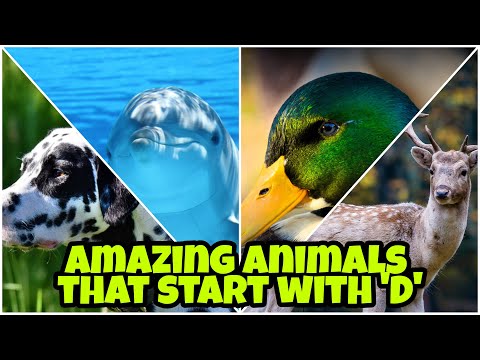 Amazing animals that start with 'D'
