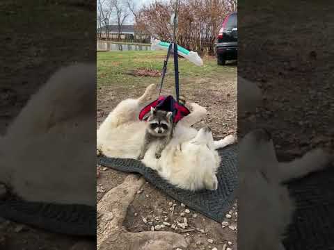 Animal#raccoon#dog#cuteness#love/Animal#mapache#perro#ternura#amor