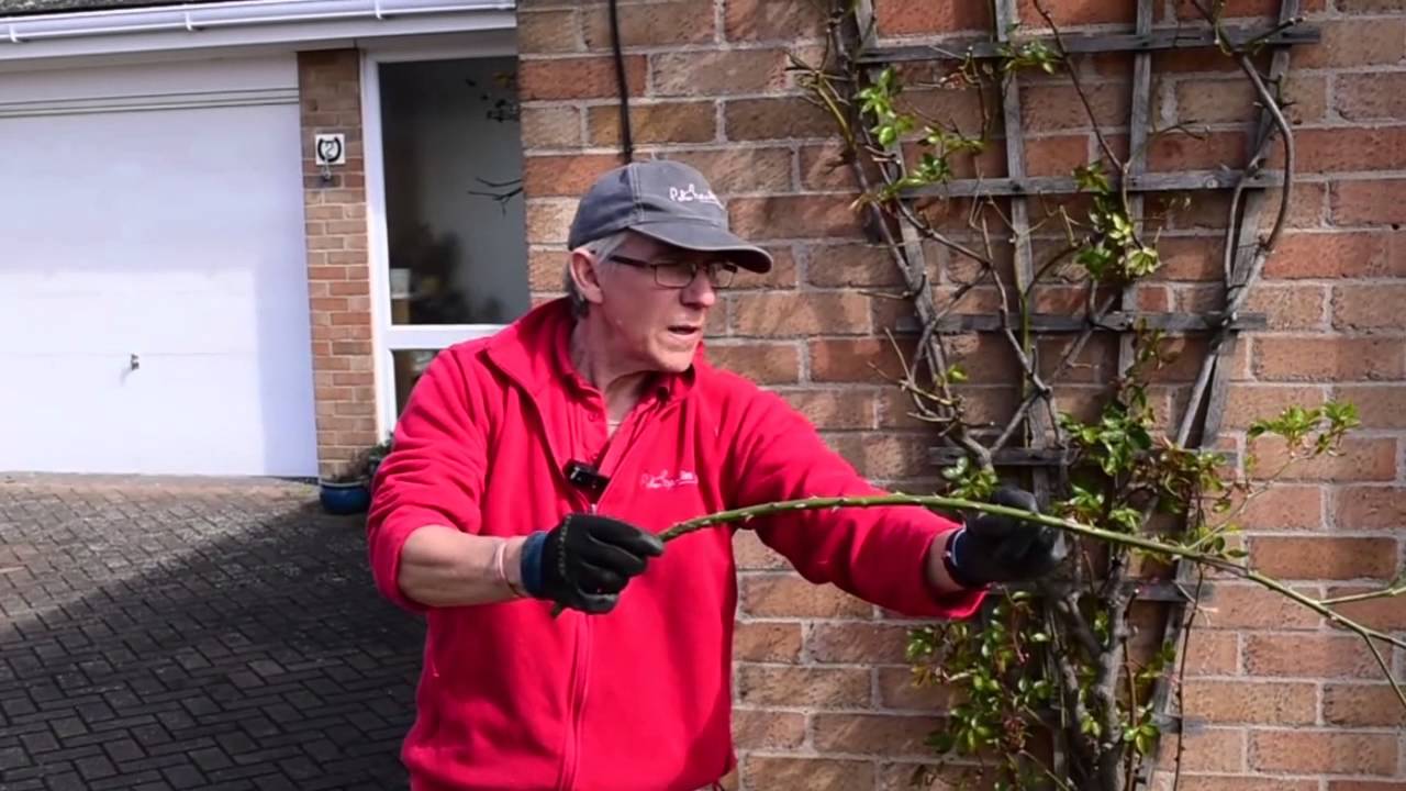 How to train climbing roses to encourage many more flowers