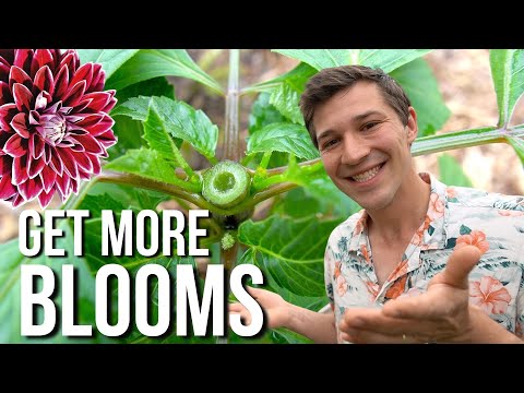 How to Pinch your Dahlias for MORE BLOOMS!!