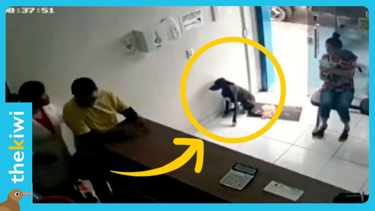 A Stray Dog Made His Way To The Vet Clinic Independently Turning Out To ...