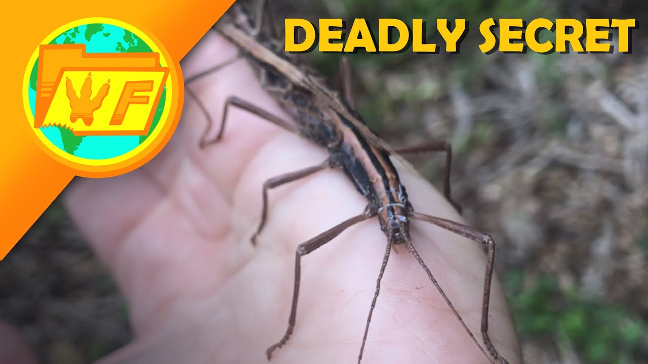 Why is this Walking Stick So DANGEROUS?--- Two-Striped Walkingstick
