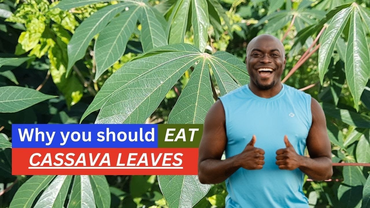 8 BENEFITS of CASSAVA LEAVES / Earth's Medicine