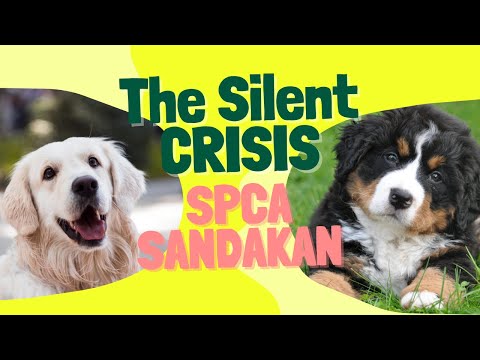 Silent Crisis of SPCA Sandakan