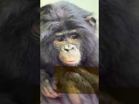 how to speak in spanish (monkey)