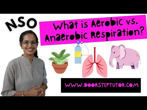 What is Aerobic vs. Anaerobic Respiration? Difference | Science | NSO | Olympiad