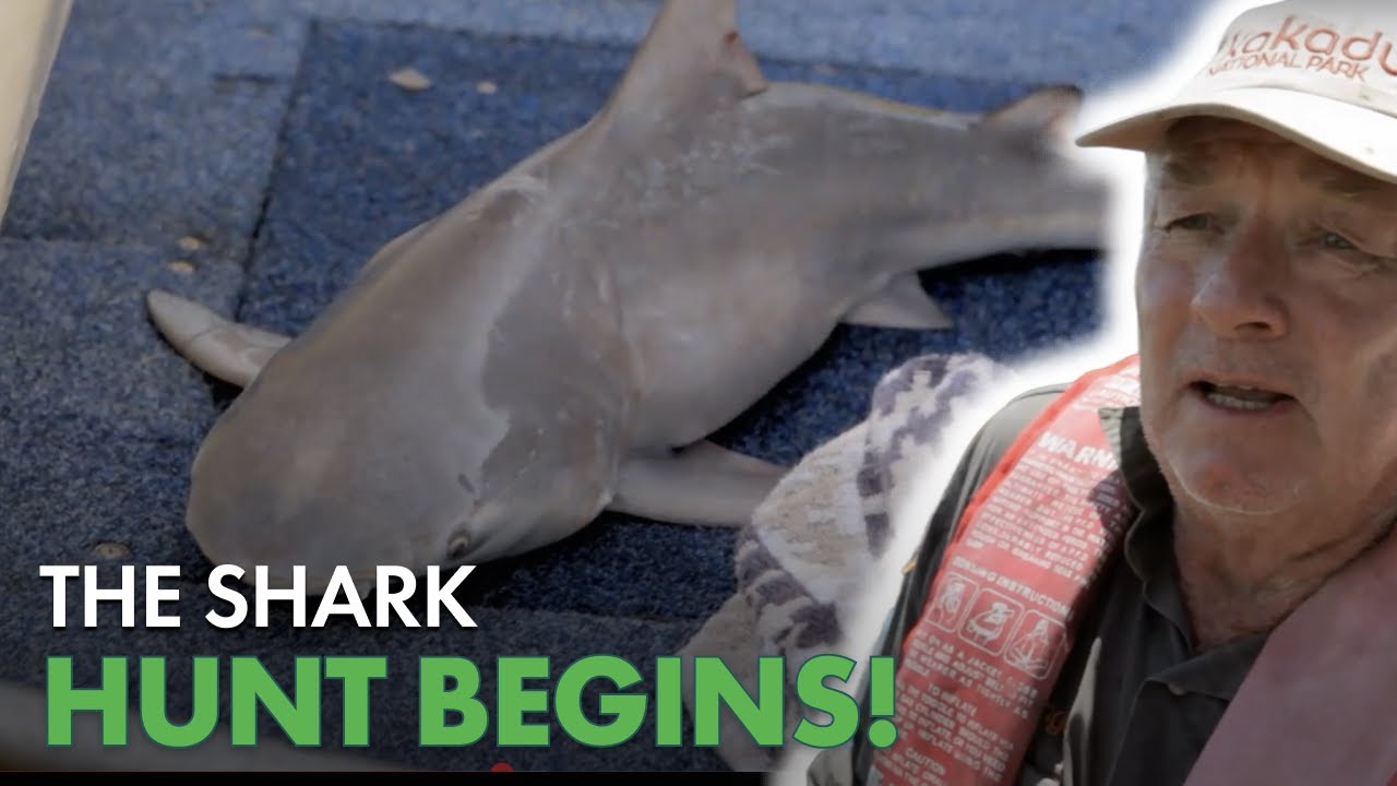 Chasing The Elusive Speartooth Shark...