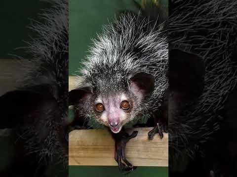The Aye-Aye: Madagascar's Creepiest Lemur or an Evil Spirit in Disguise?šš² #eye-eyelemur #animal
